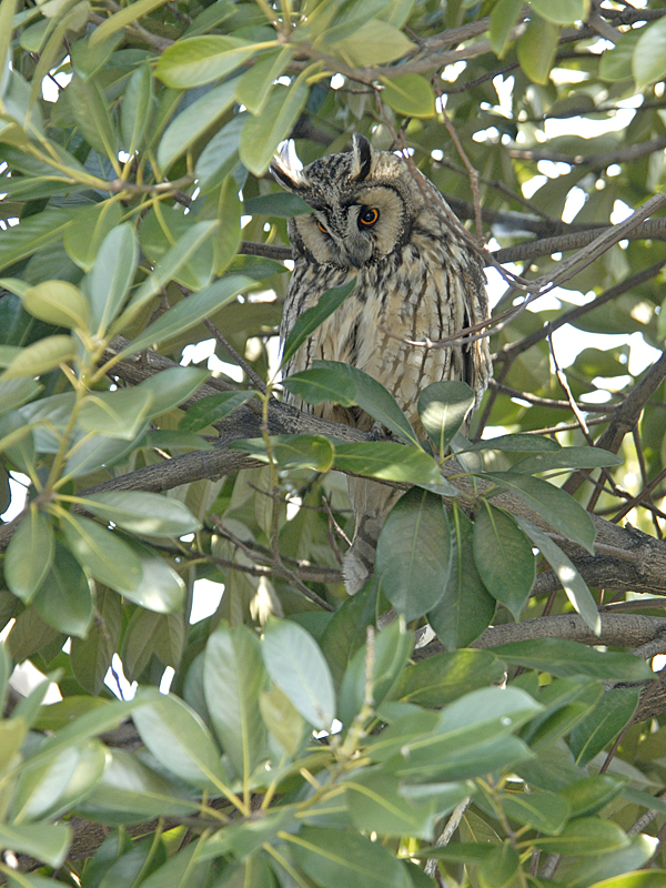 トラフズク : Topics BB