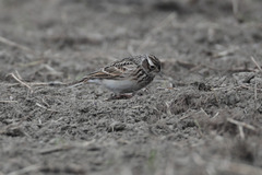 ヒバリ : Topics BB