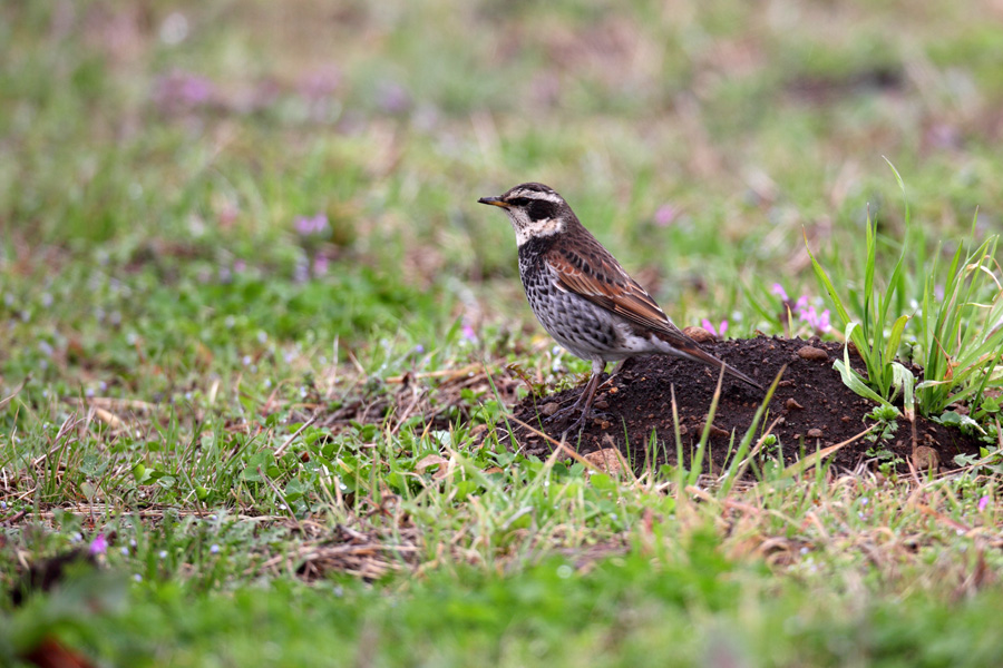 ツグミ : Topics BB