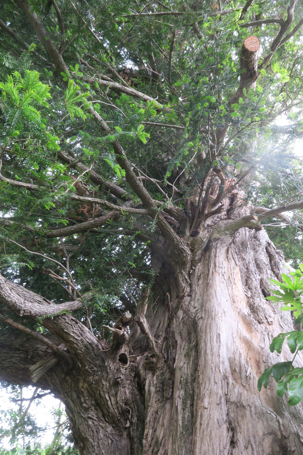 島尻の大カヤ : Topics BB