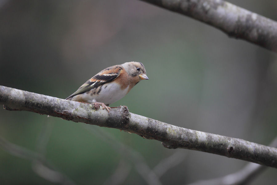 アトリ : Topics BB