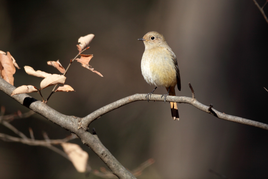 ジョウビタキ : Topics BB