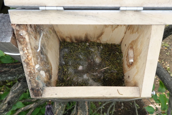 Backyard Birding : Topics BB