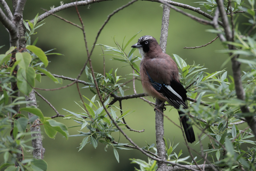 カケス : Topics BB