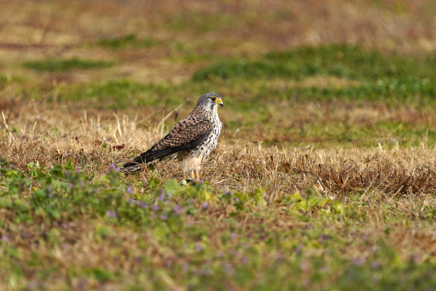 久々のBW : Topics BB