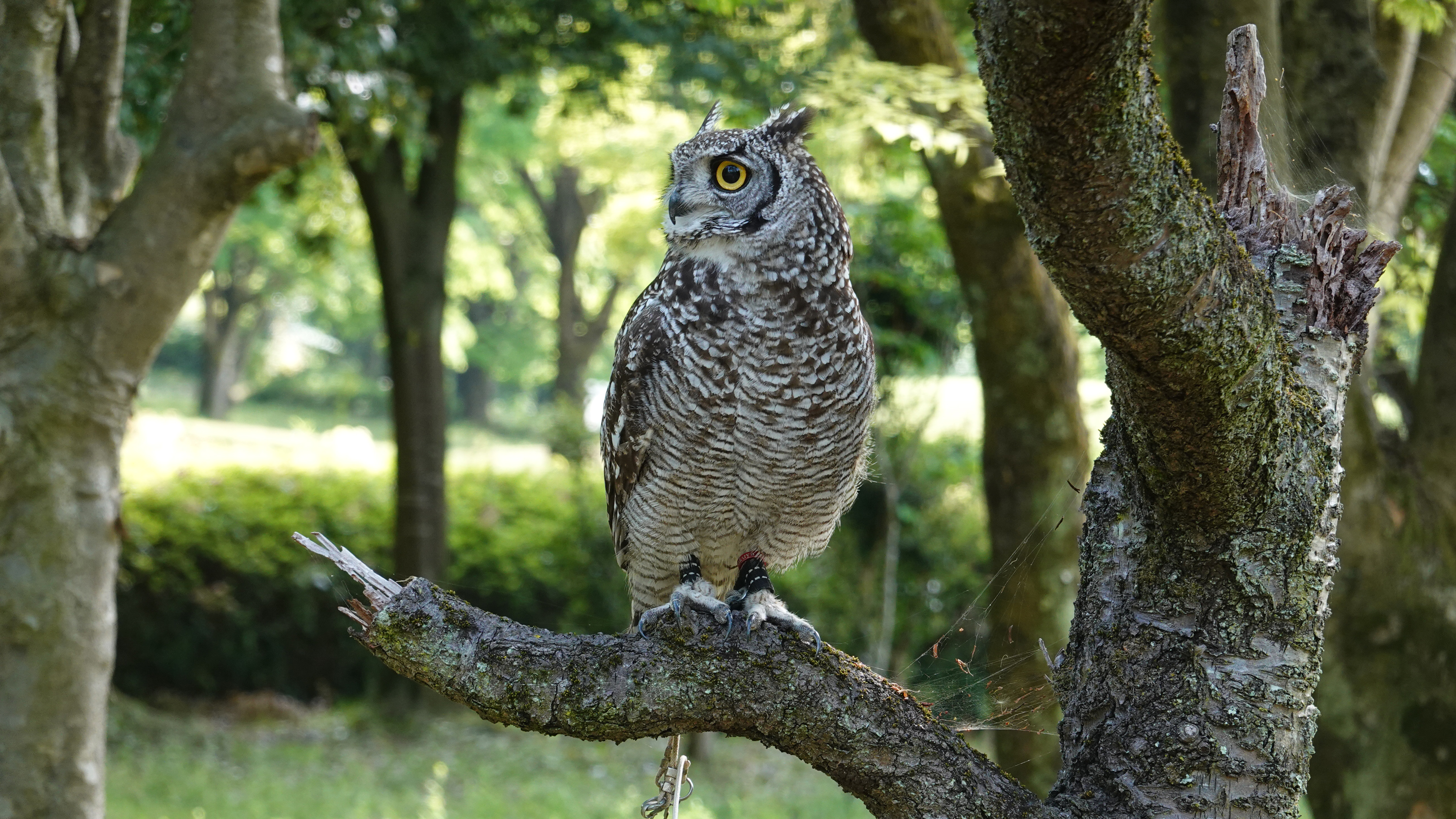 今日のチャーリー : Topics BB