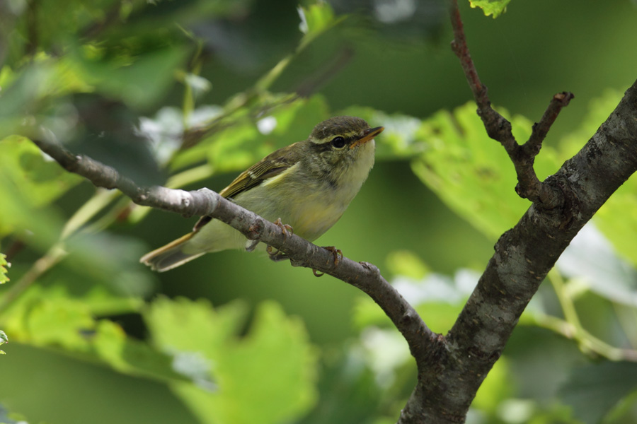 メボソムシクイ : Topics BB