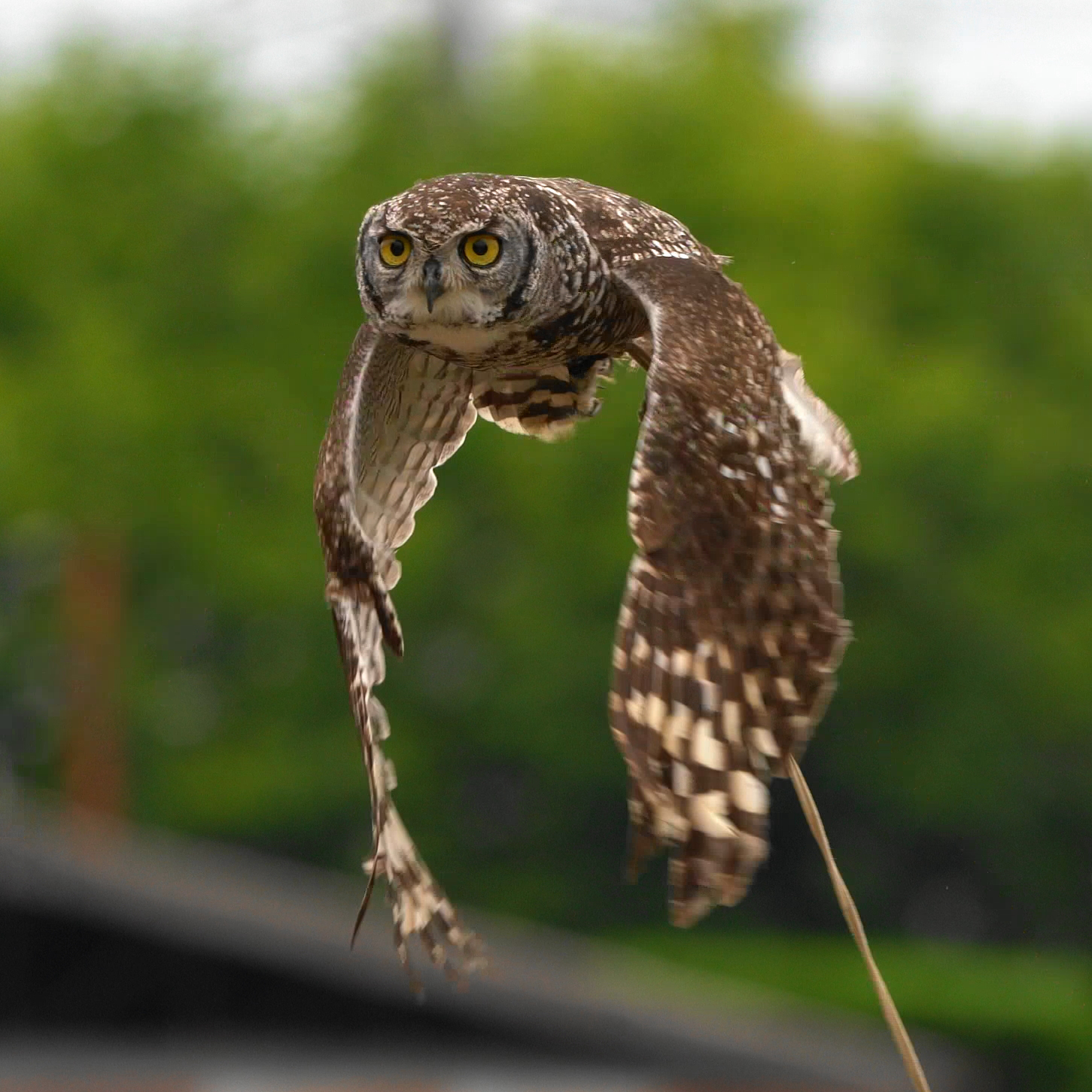 チャーリーとの日常 : Topics BB