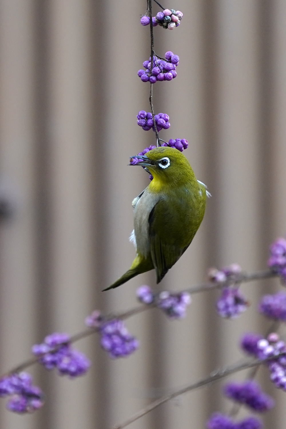 裏庭のメジロ : Topics BB