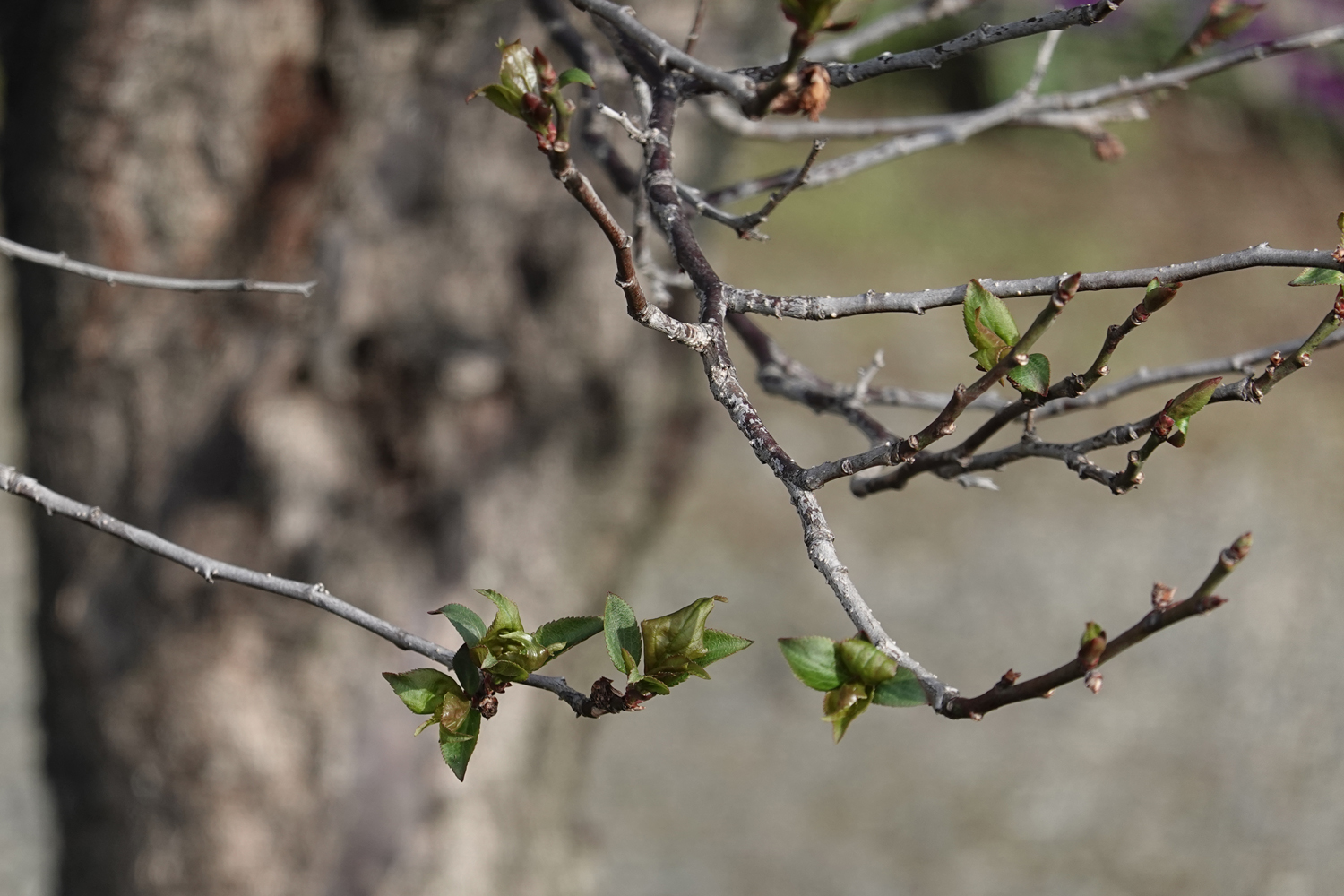 庭の春 : Topics BB