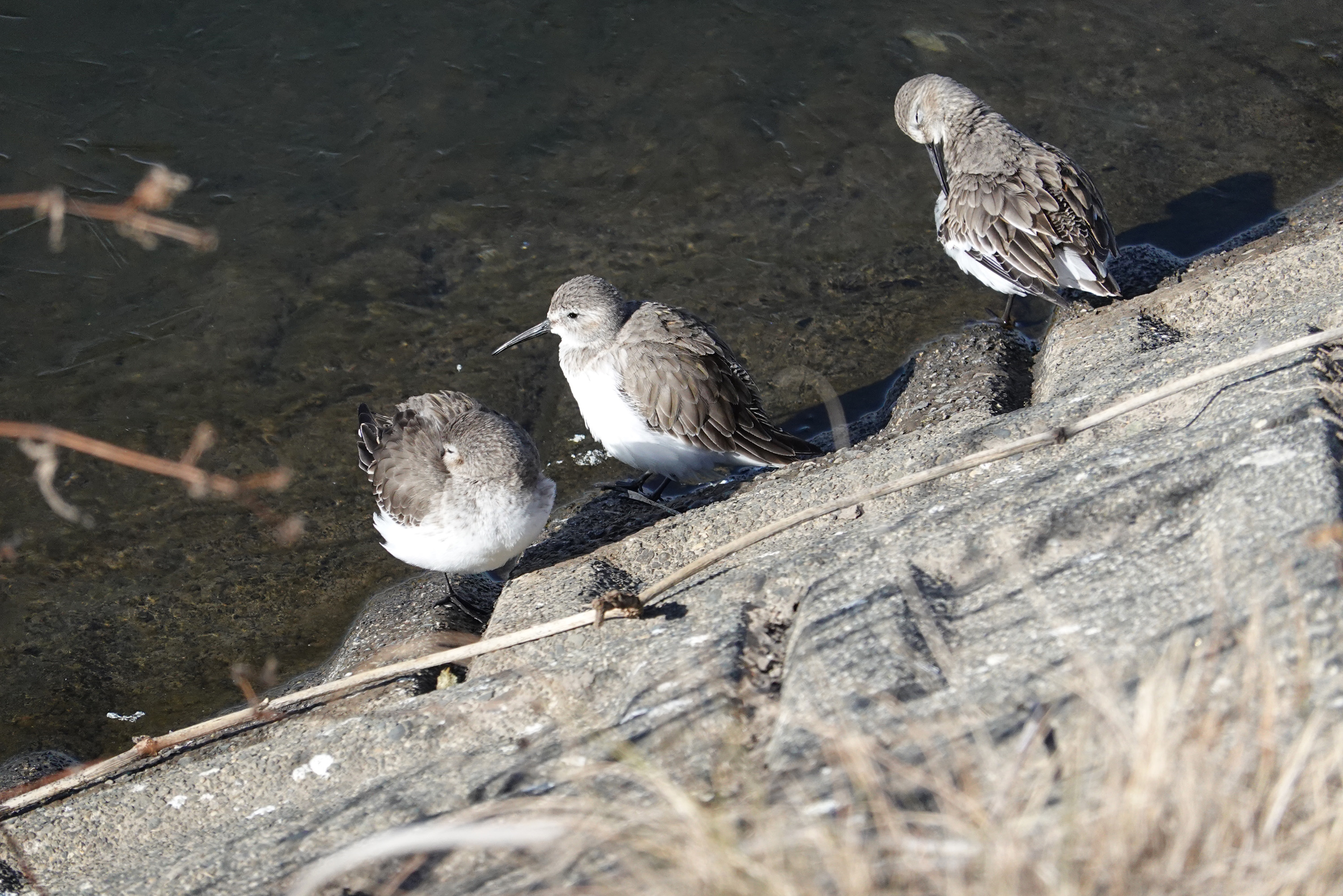 2025/01/04 : Topics BB