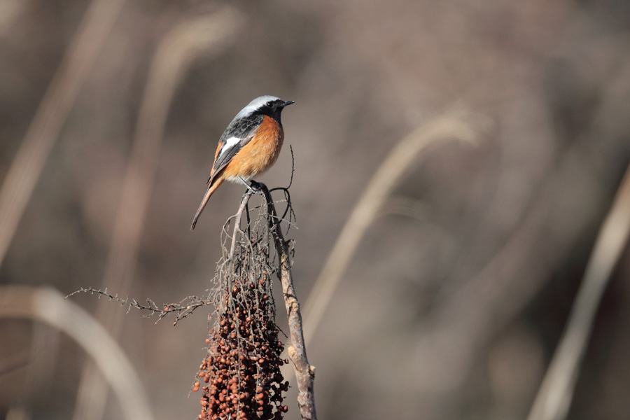 やっとオス : Topics BB