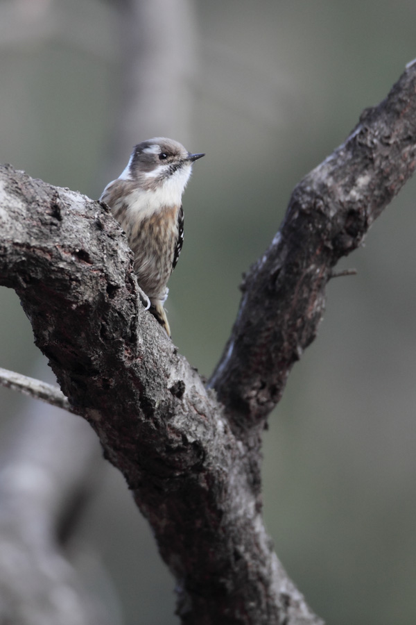 コゲラ : Topics BB