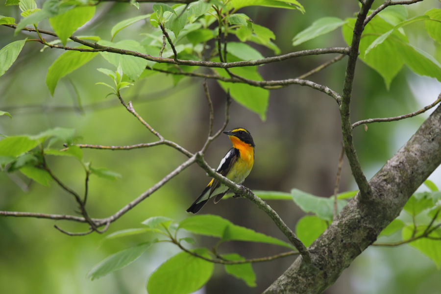 オオルリ・キビタキ : Topics BB