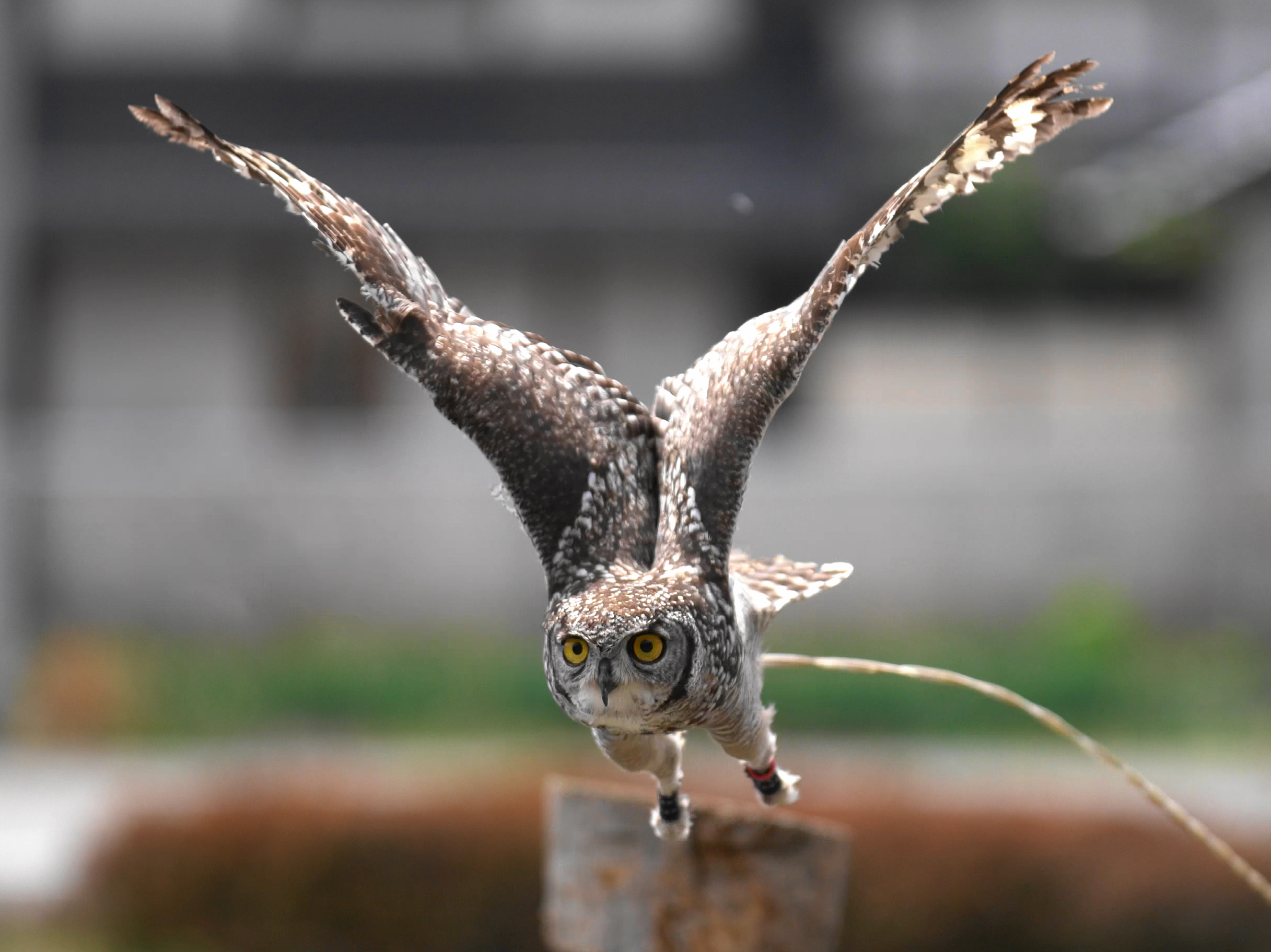 今日のチャーリー : Topics BB