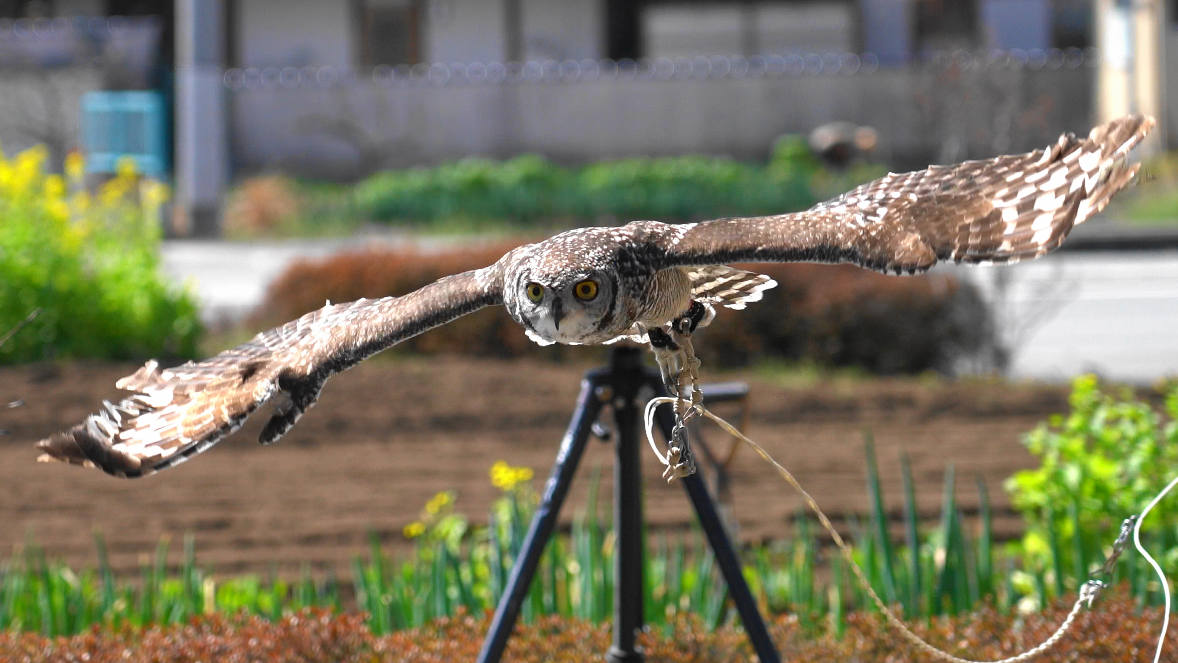 今日のチャーリー : Topics BB