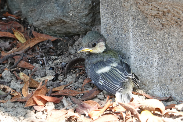 Backyard Birding : Topics BB