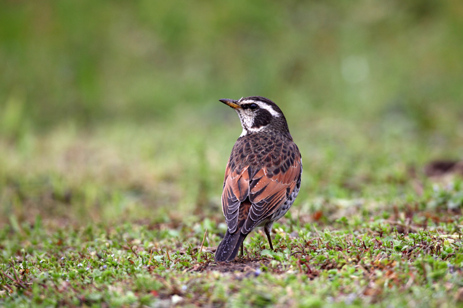 ツグミ : Topics BB