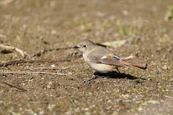 ジョウビ(メス) : Topics BB