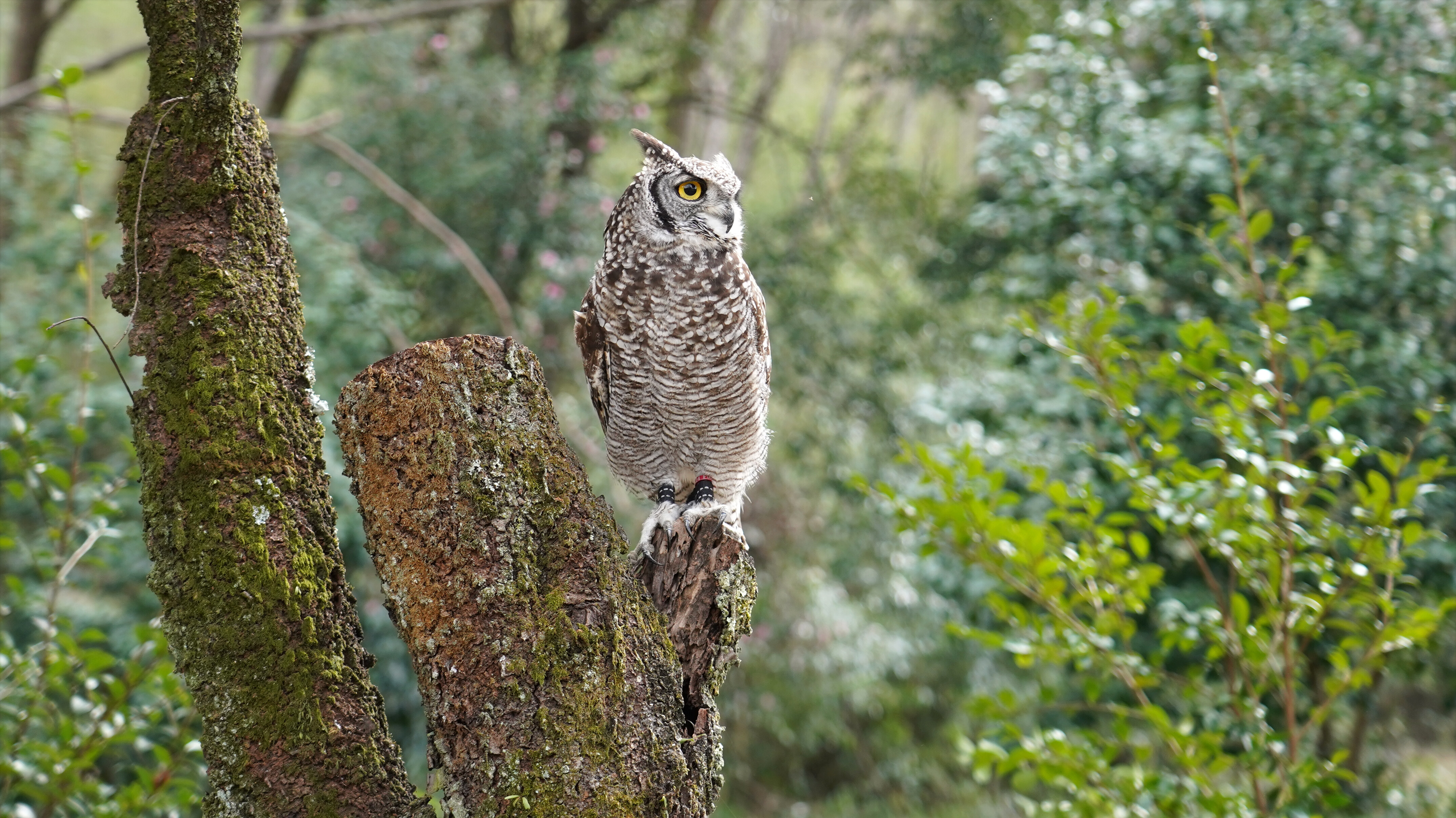 今日のチャーリー : Topics BB