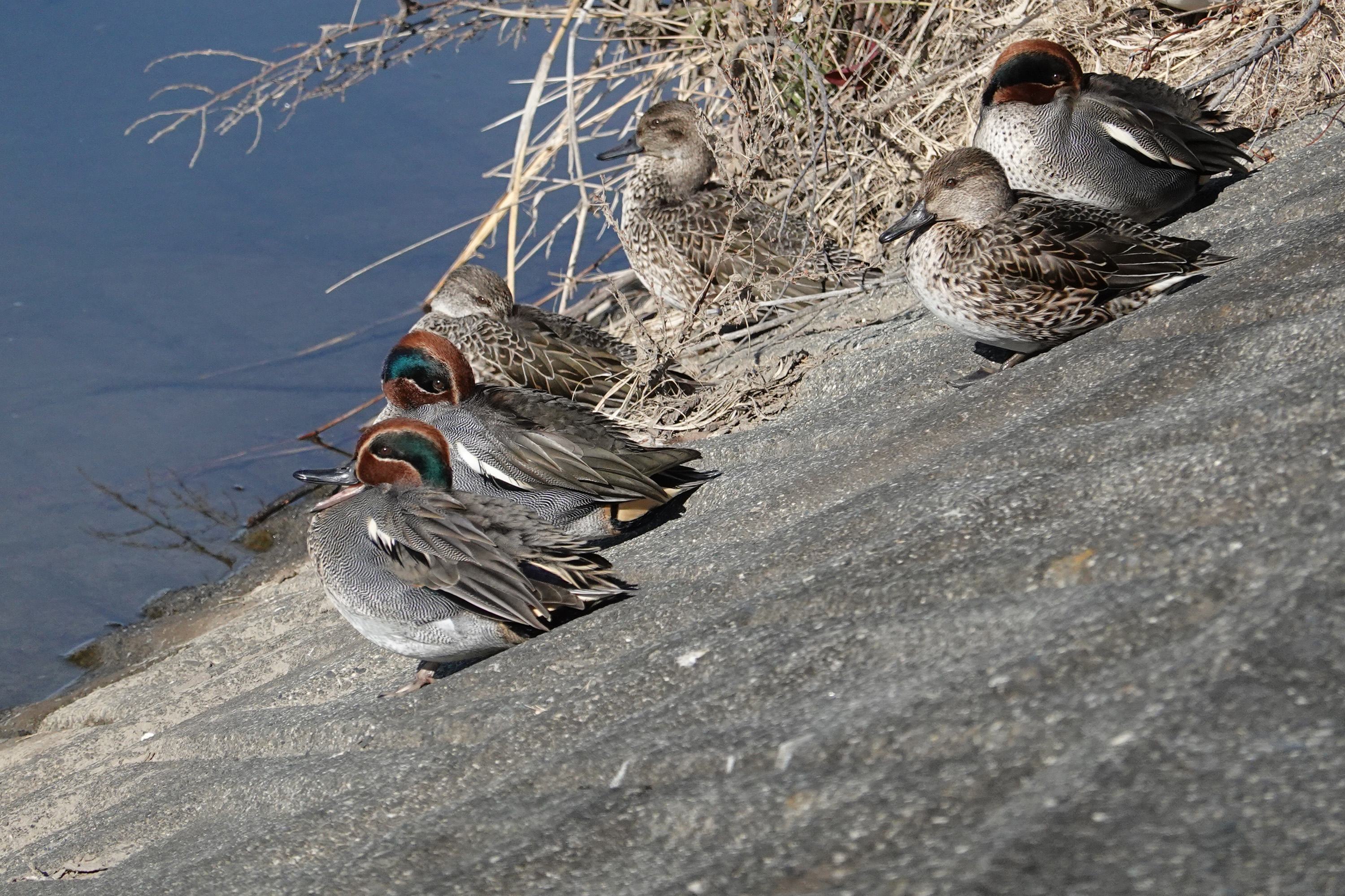 ハマシギ : Topics BB