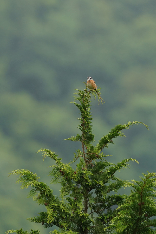 ホオジロ : Topics BB