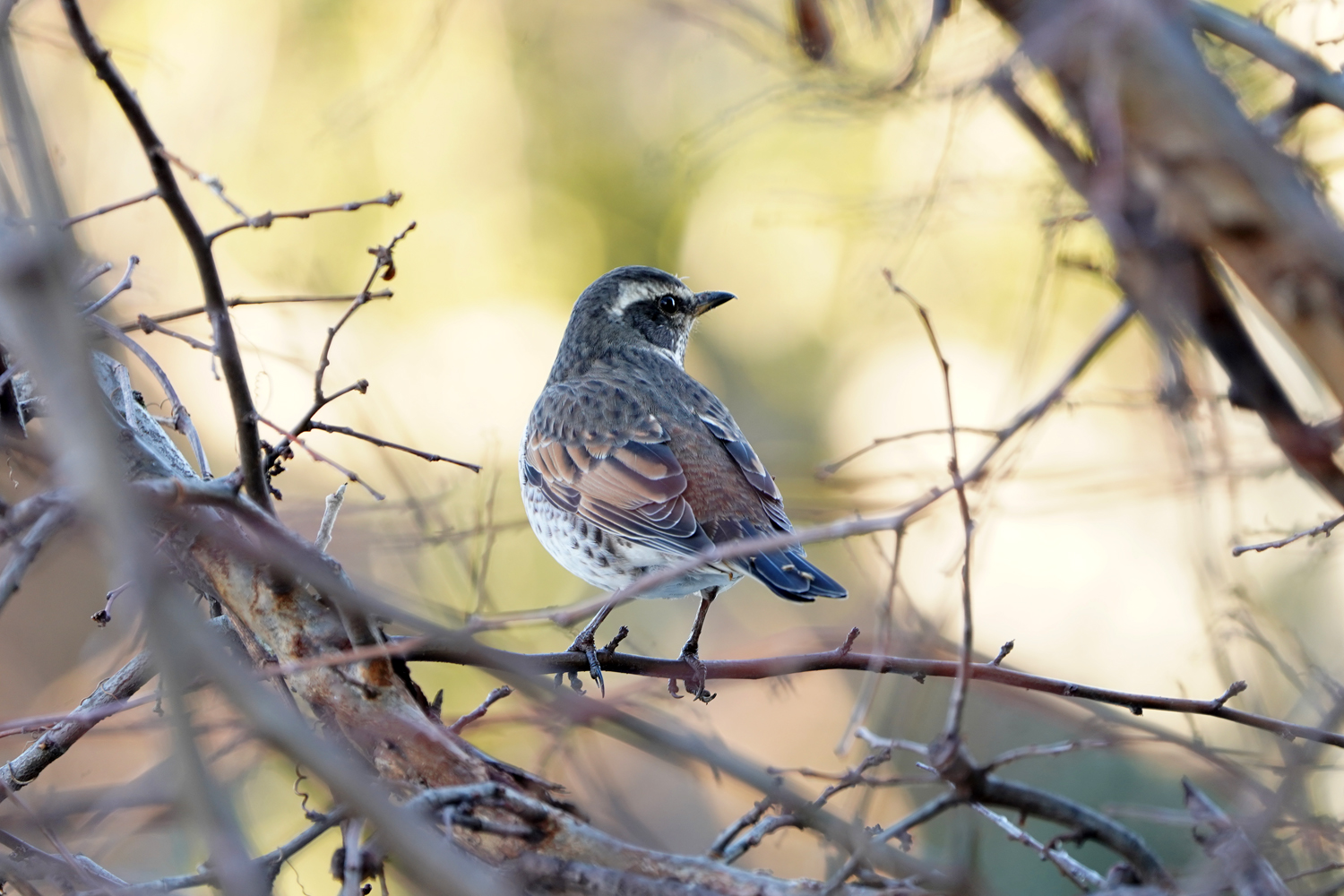 メジロ とツグミ : Topics BB