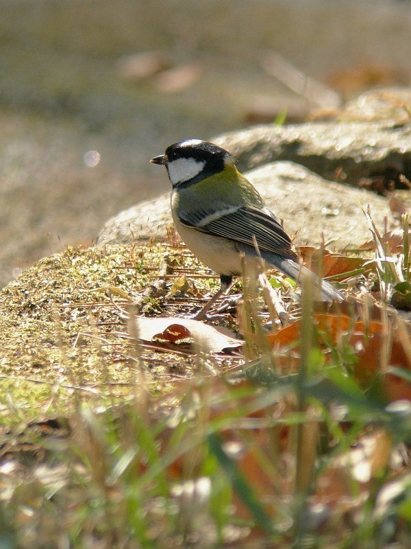 リンクを追加 : Topics BB