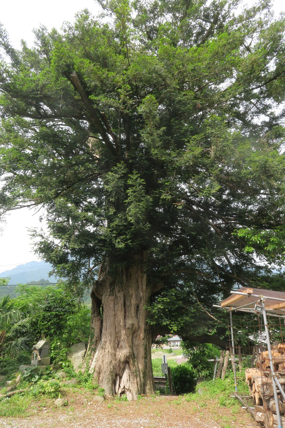 島尻の大カヤ : Topics BB