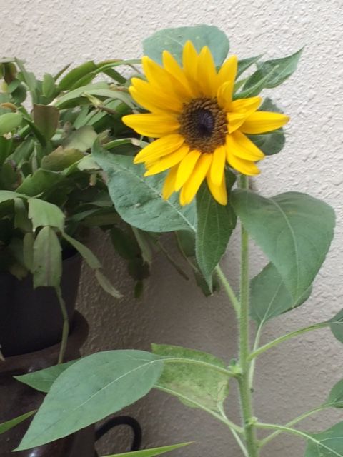 バレル問題改善でメッキ時間短縮！ 株式会社ベイテックジャパン