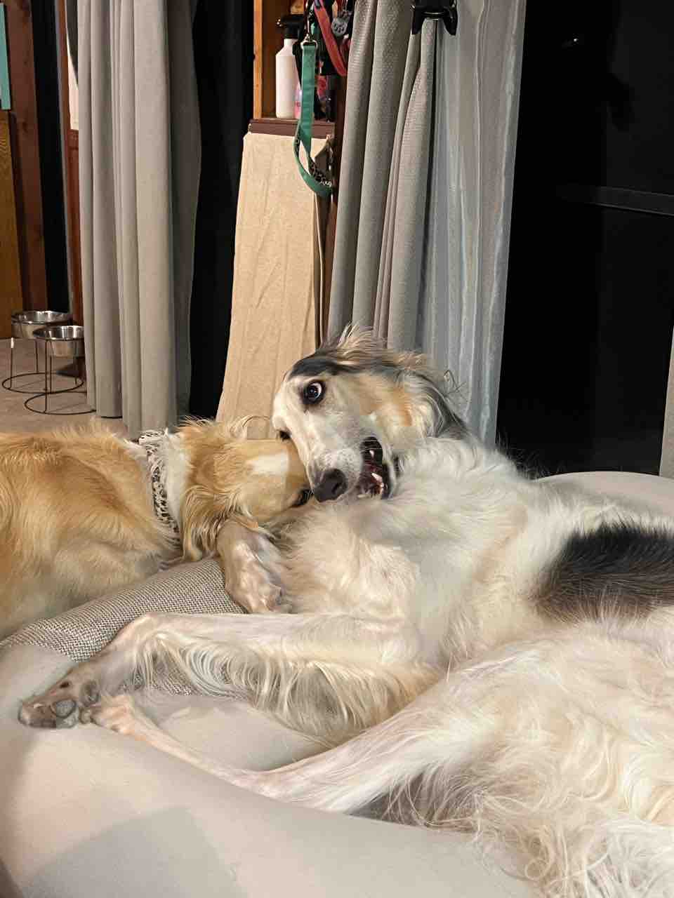 遊んで！！ : .•*.•*beny beny*•.*•.