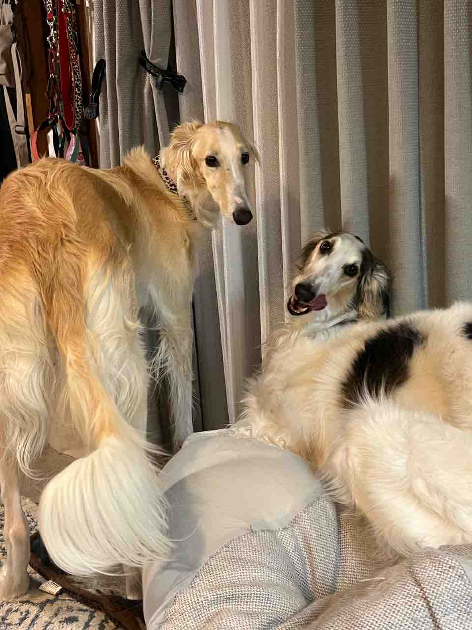 朝弱いんです。 : .•*.•*beny beny*•.*•.