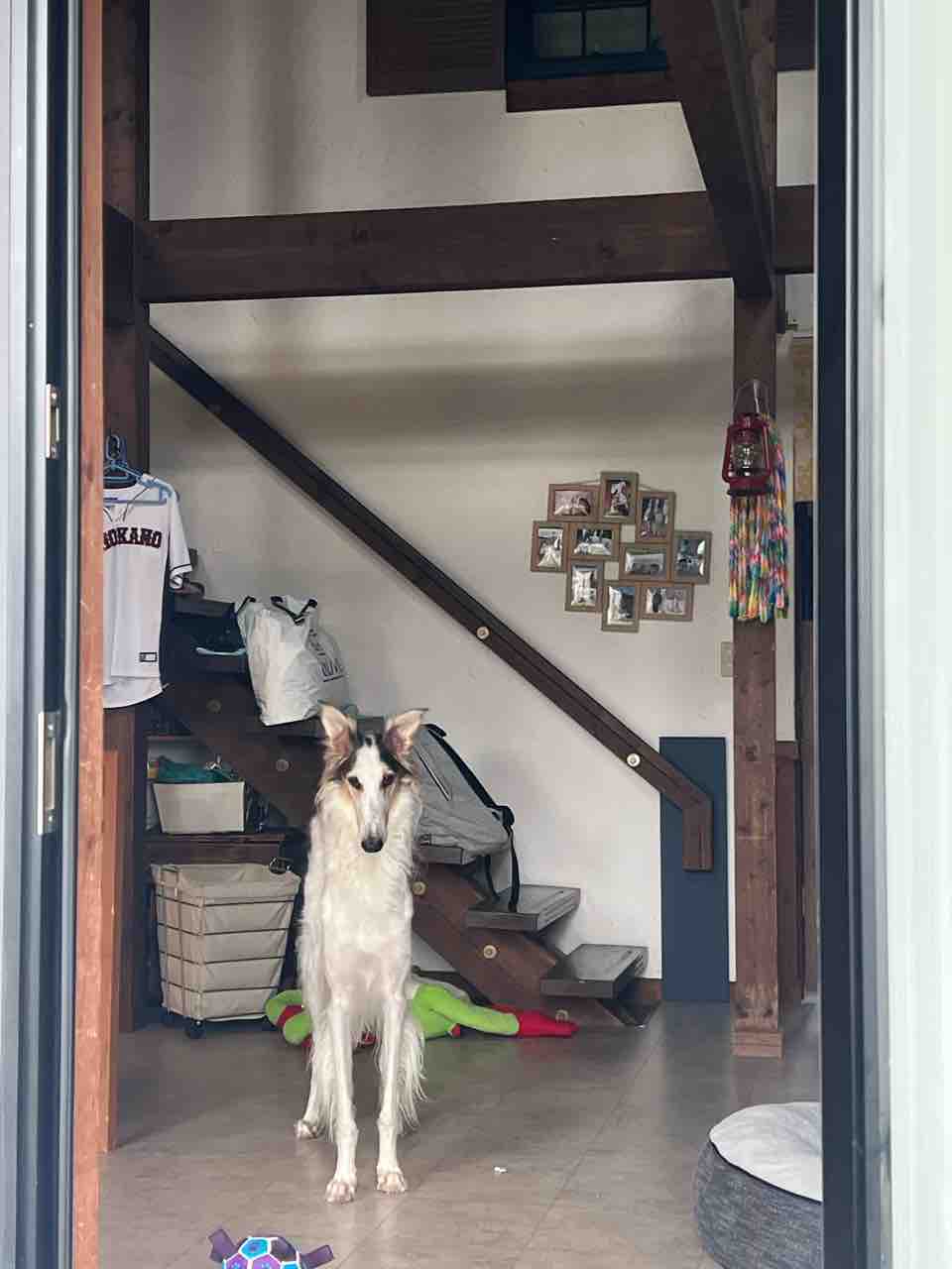 新入りと遊ぶ♪ : .•*.•*beny beny*•.*•.