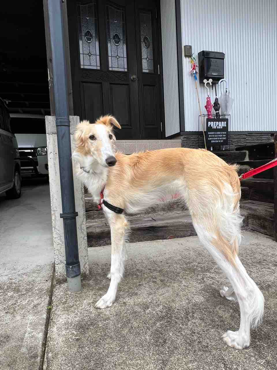 新入りと遊ぶ♪ : .•*.•*beny beny*•.*•.