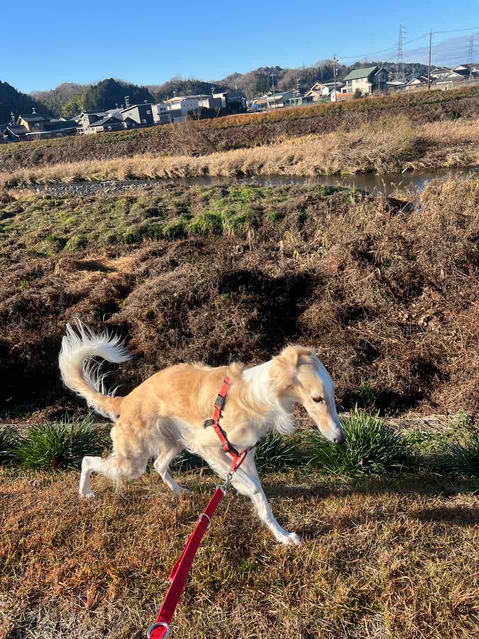 冬と言えば、、、 : .•*.•*beny beny*•.*•.