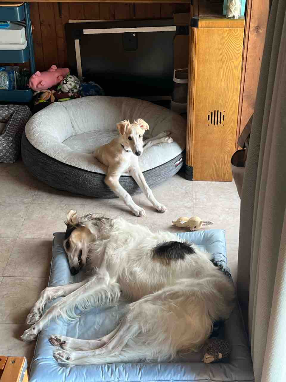 毎日お疲れ様。 : .•*.•*beny beny*•.*•.