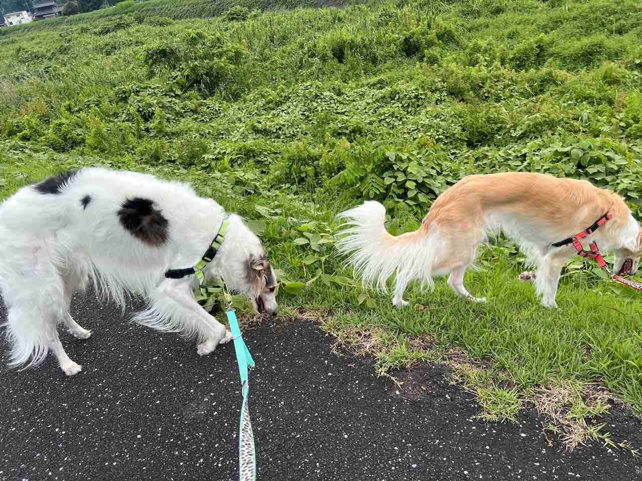 暑過ぎる。 : .•*.•*beny beny*•.*•.