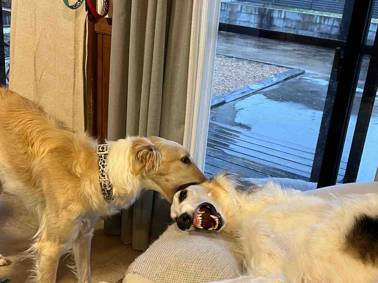 ウザ絡みする弟。 : .•*.•*beny beny*•.*•.