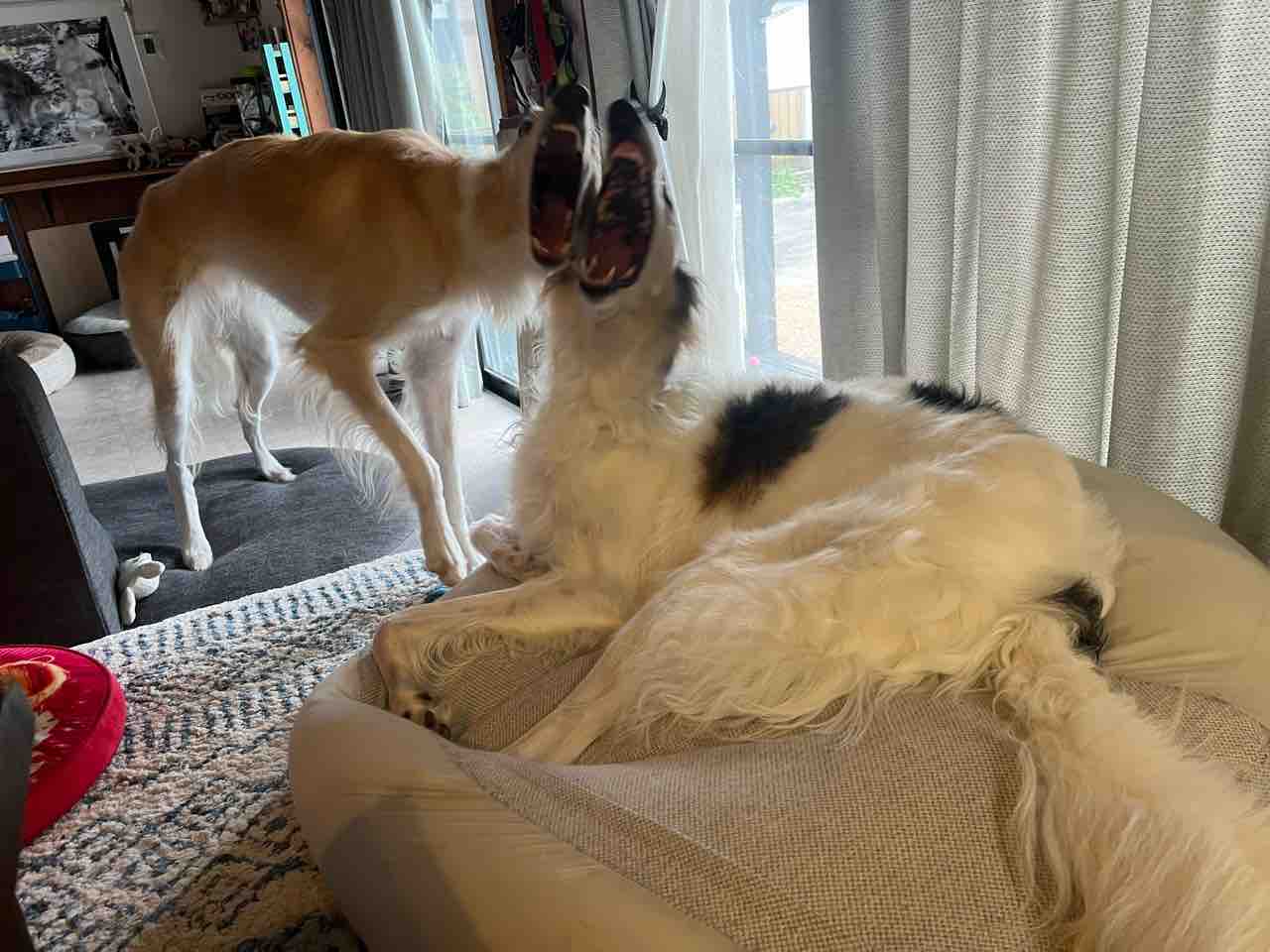 散歩サボり過ぎ。 : .•*.•*beny beny*•.*•.