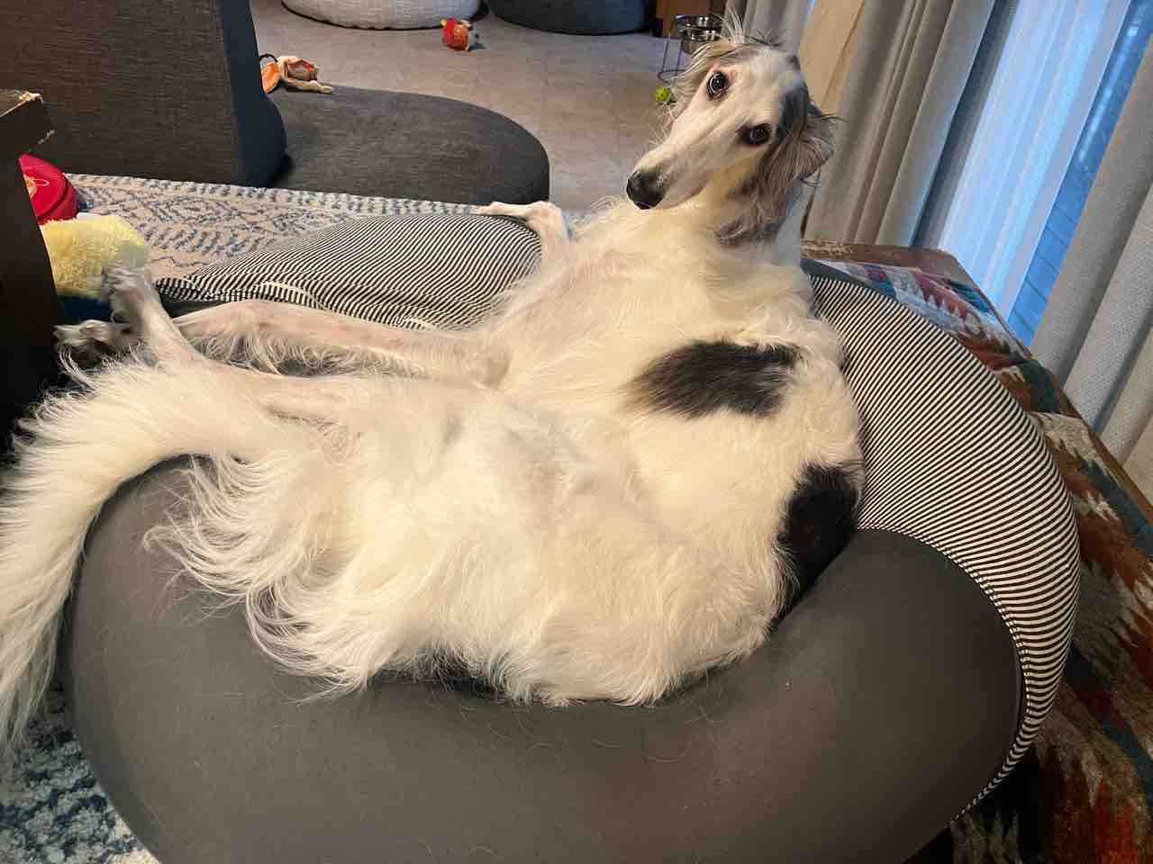 遊んでーーー！！ : .•*.•*beny beny*•.*•.