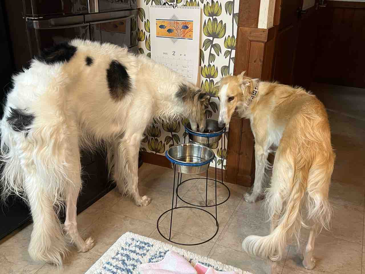 楽な散歩。 : .•*.•*beny beny*•.*•.