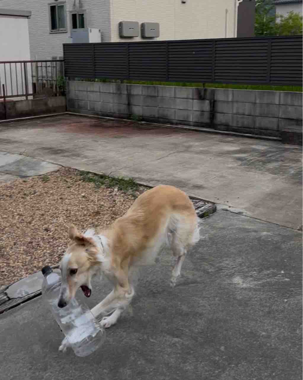 遊んで！！ : .•*.•*beny beny*•.*•.