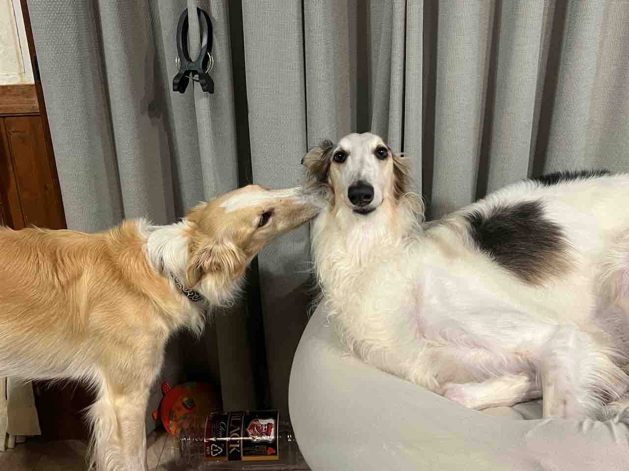 散歩。 : .•*.•*beny beny*•.*•.