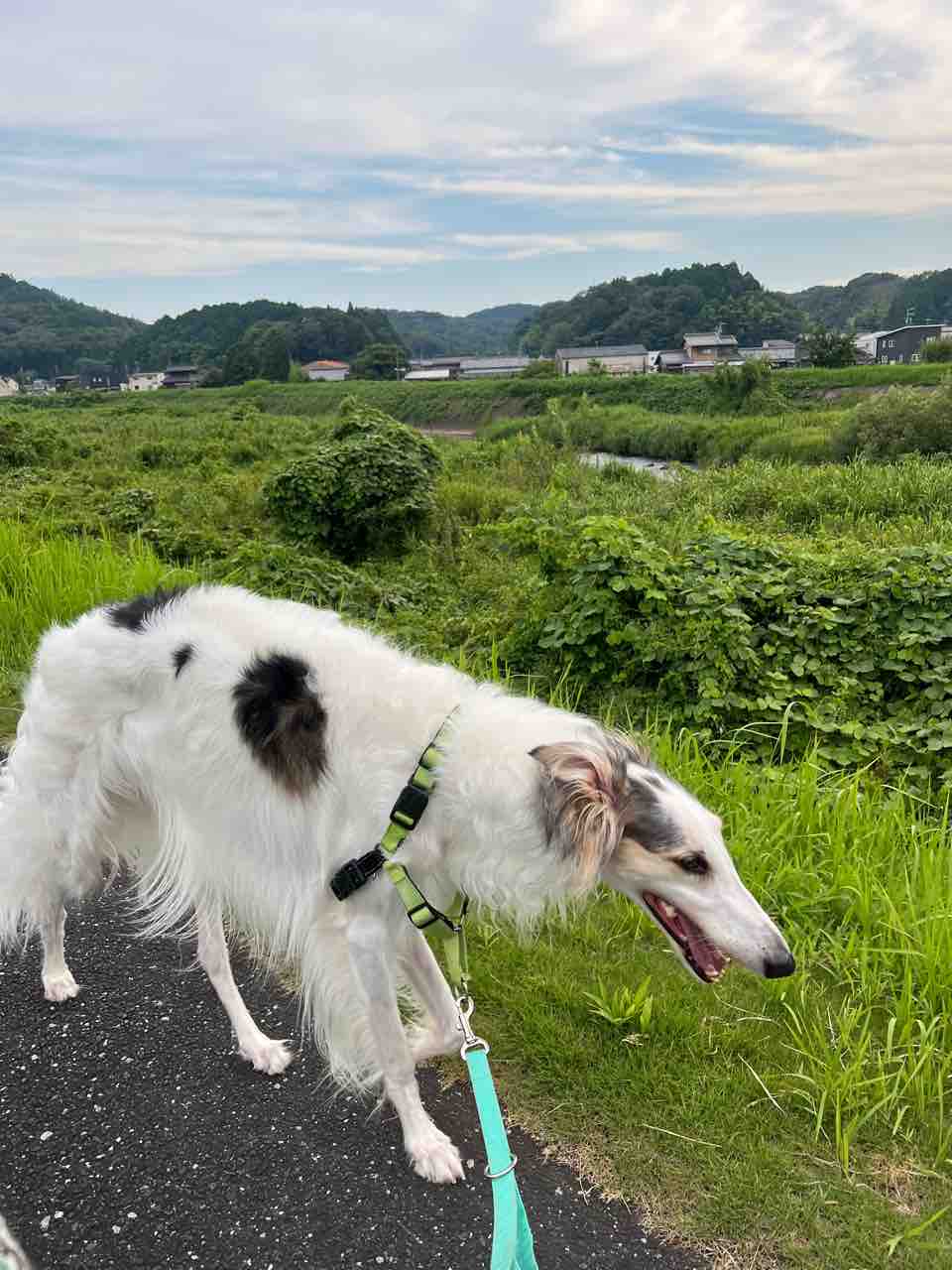 暑過ぎる。 : .•*.•*beny beny*•.*•.