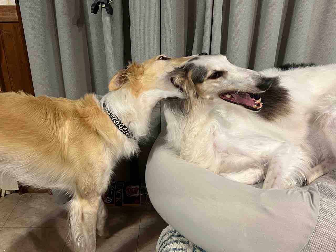 散歩。 : .•*.•*beny beny*•.*•.