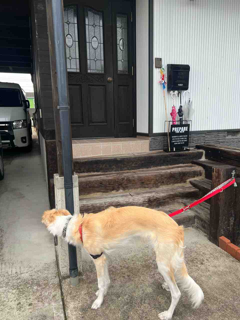 新入りと遊ぶ♪ : .•*.•*beny beny*•.*•.