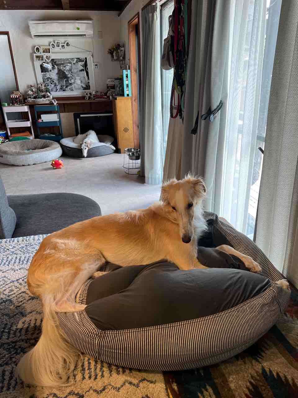 遊んでーーー！！ : .•*.•*beny beny*•.*•.