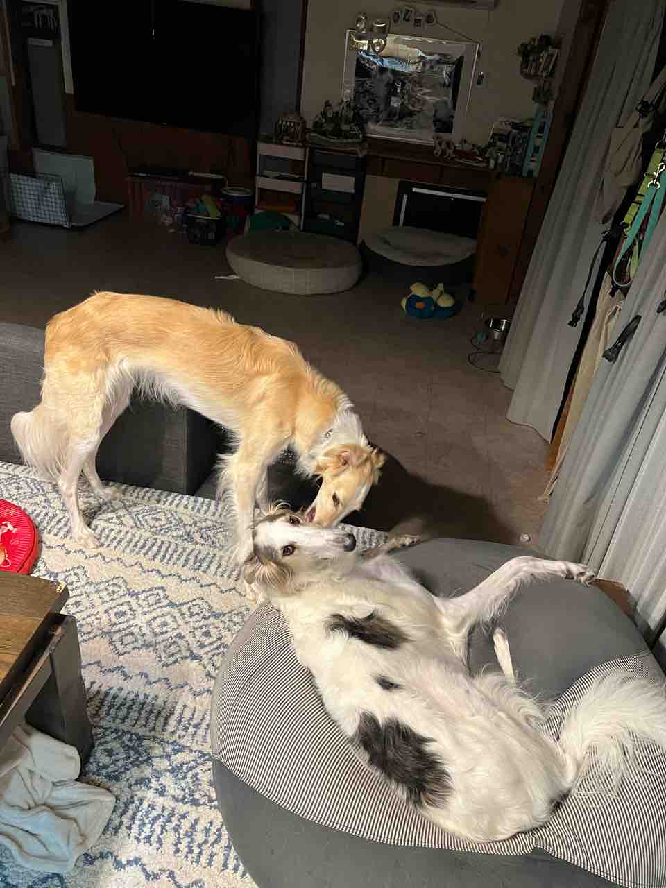 疲れる週末。 : .•*.•*beny beny*•.*•.