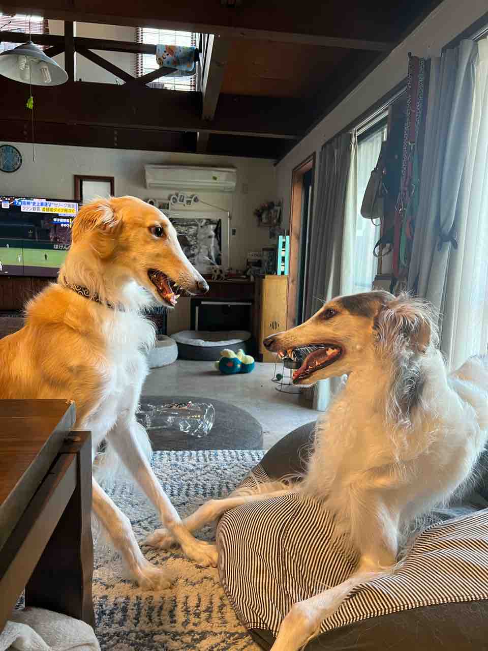 遊びたいタイミング。 : .•*.•*beny beny*•.*•.