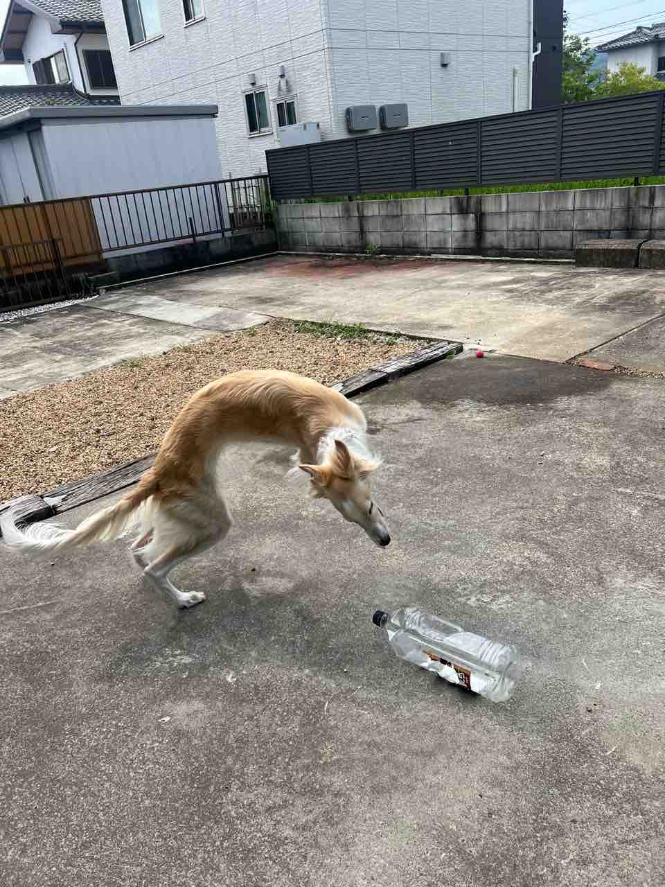 遊んで！！ : .•*.•*beny beny*•.*•.